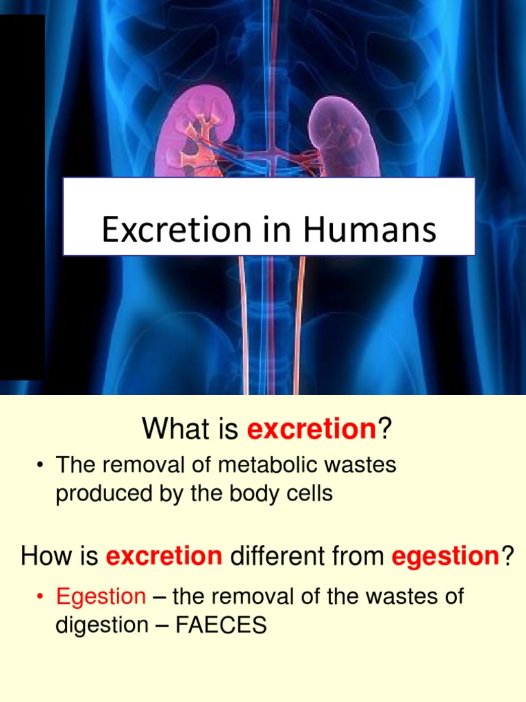 IGCSE Excretion in Humans | PDF | Kidney | Human Anatomy