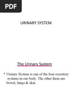 Anatomy MCQs | PDF | Kidney | Urinary System