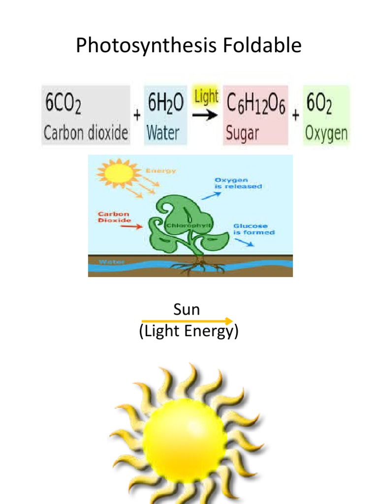 Photosynthesis Foldable | PDF