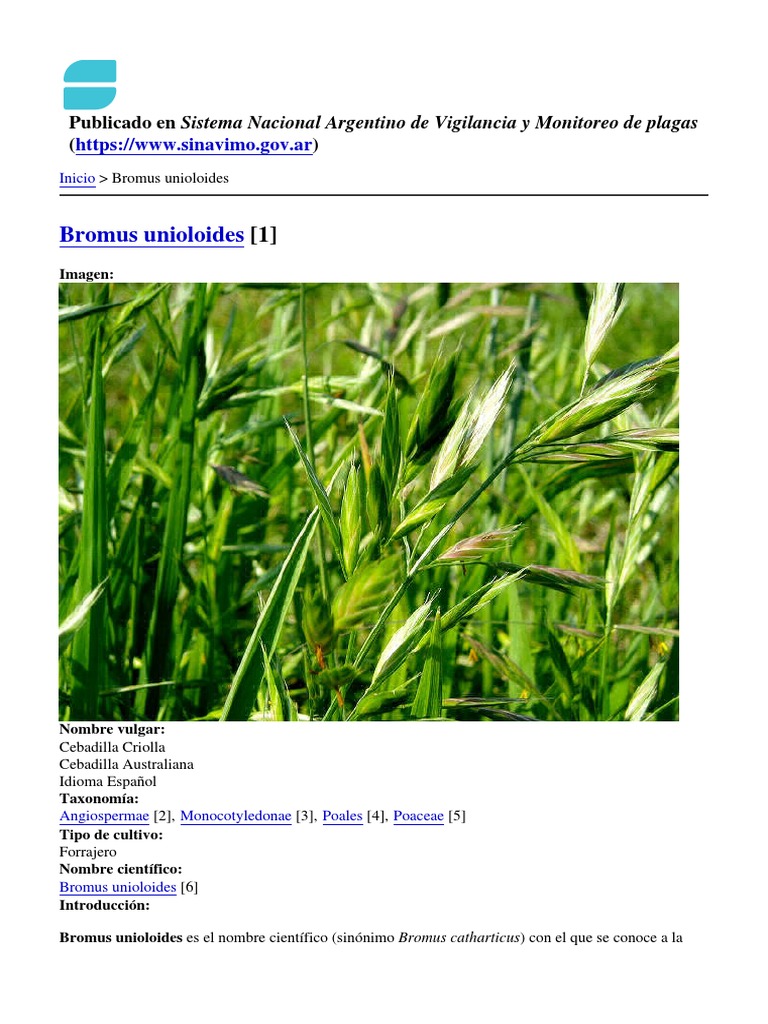 Características de Bromus unioloides | PDF | Césped | Botánica