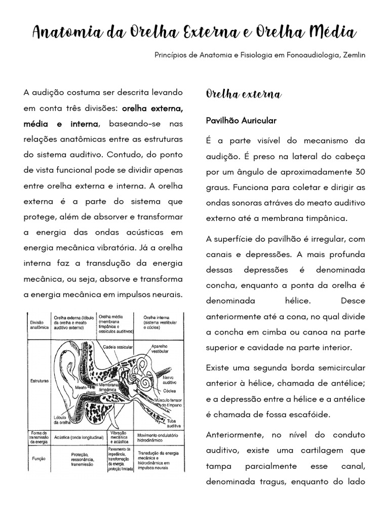 Anatomia Da Orelha Externa Posterior Ouvido: Anatomia | Concise