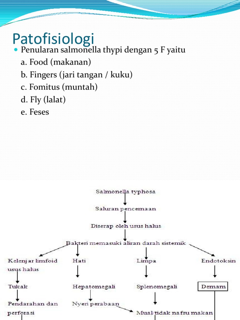 Patofisiologi Typhoid | PDF