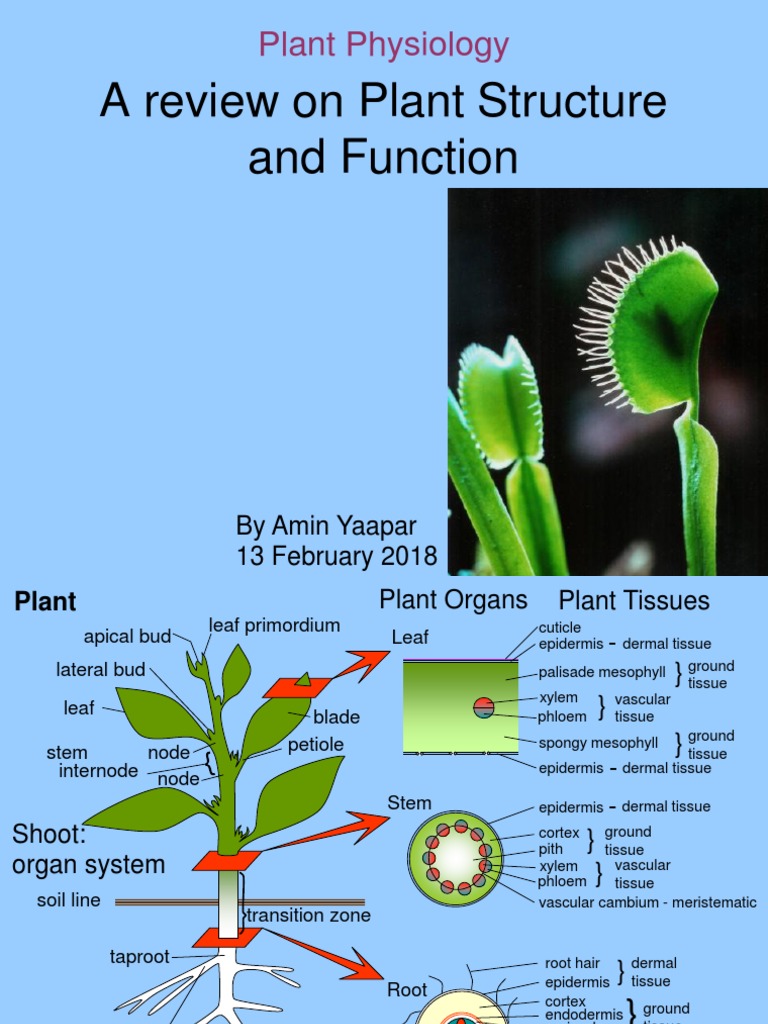 Week 1-A Review On Plant Structure and Function | PDF | Plant Stem | Leaf
