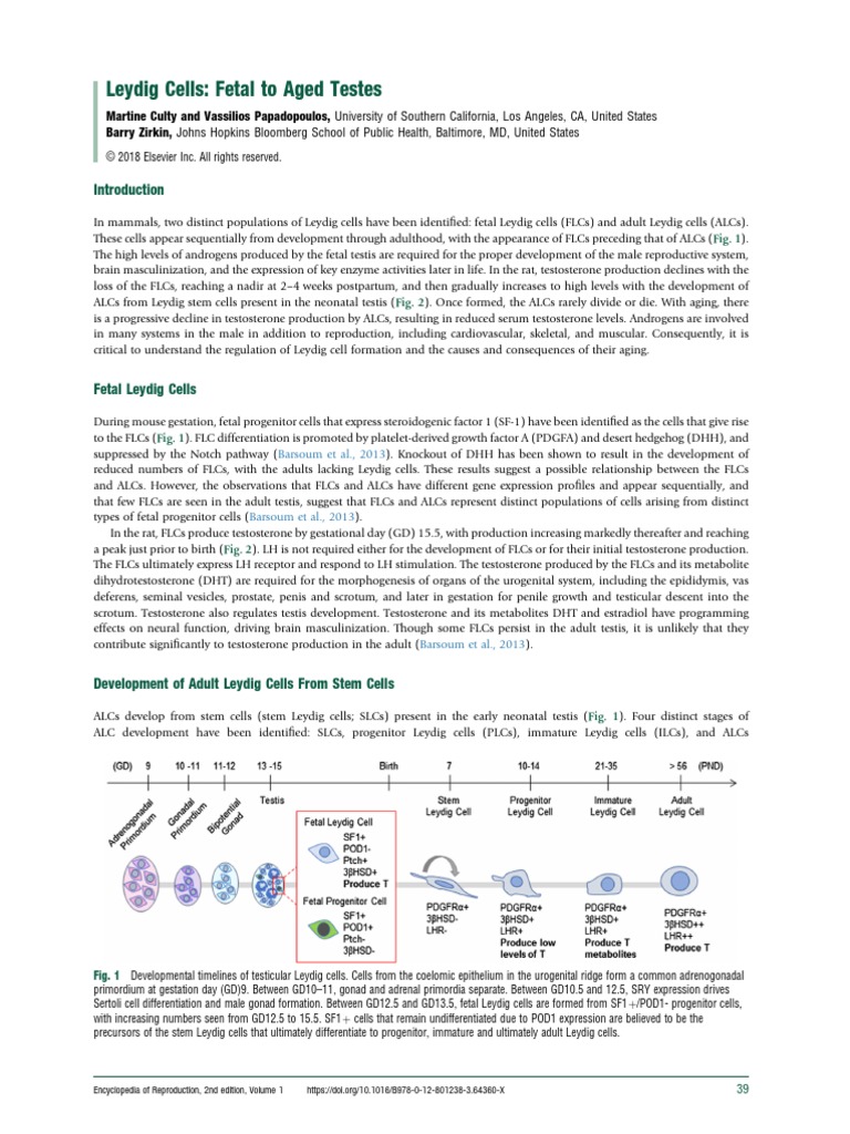 Leydig Cells: Development and Aging | PDF | Testosterone | Luteinizing ...