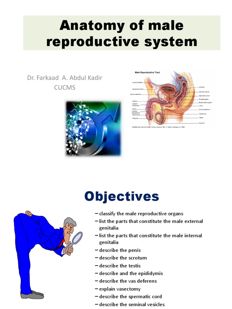 Anatomy of Male Rep. Sys | PDF | Vein | Prostate