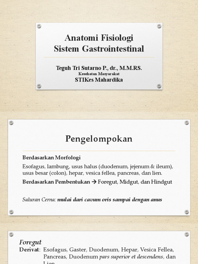 Anatomi Sistem Gastrointestinal | PDF