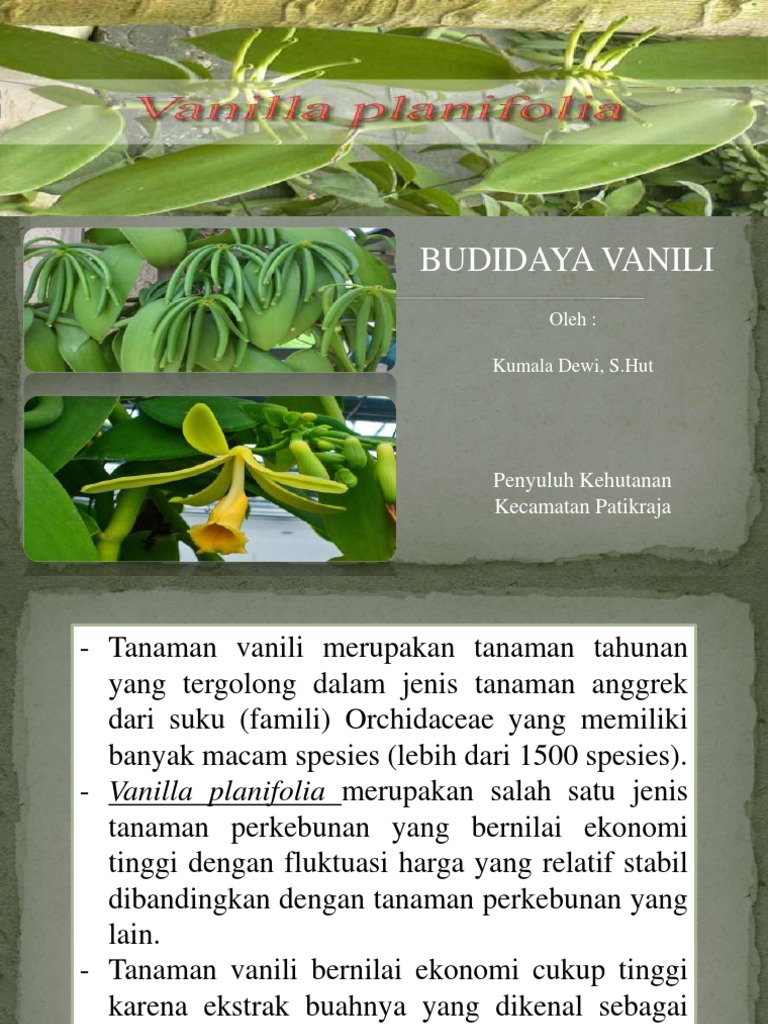 Panduan Budidaya Tanaman Vanili | PDF