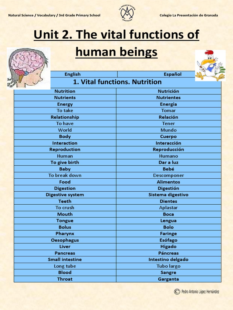 Vocabulary of Vital Functions of Human Beings | PDF | Sistema digestivo ...