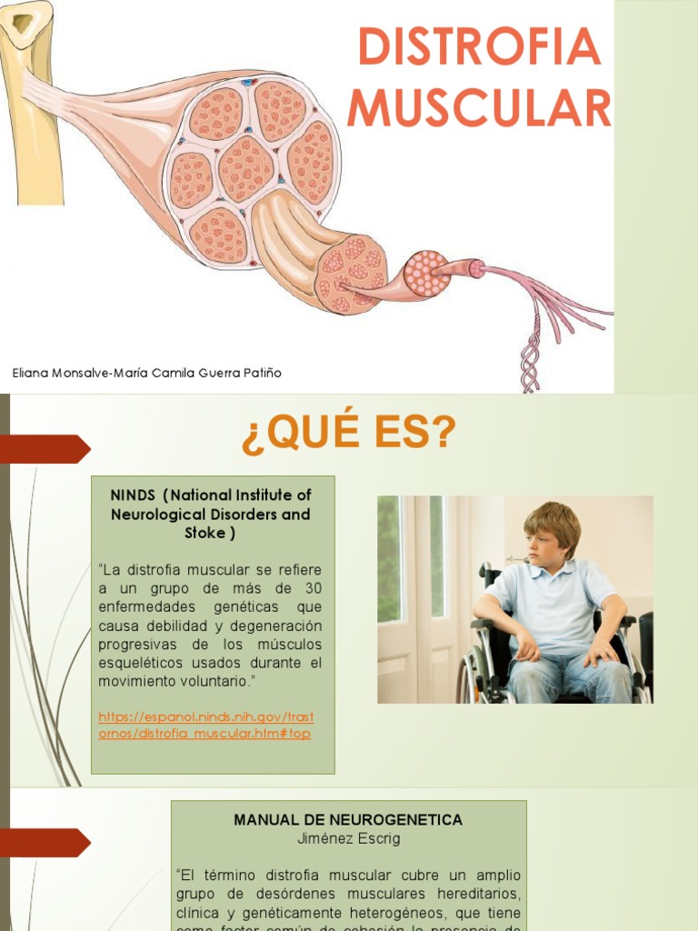 Tipos y características de distrofias musculares | PDF | Medicina ...
