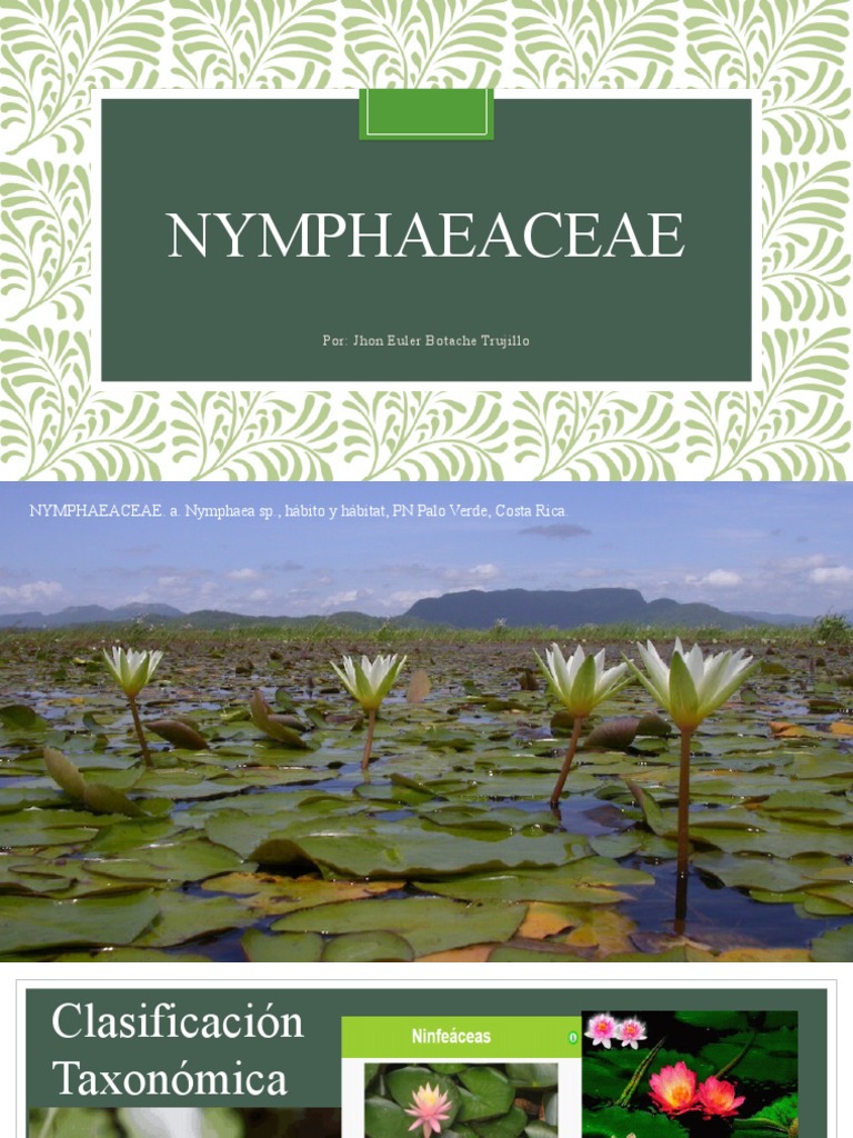 Nymphaeaceae | PDF | Hoja | Ramas de la botánica