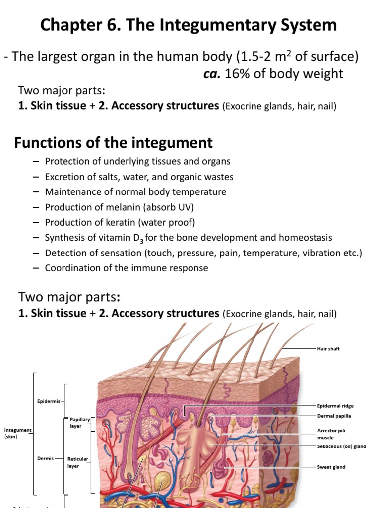 BIOL 2210 Chapter 6, Integument System-1 | PDF | Integumentary System | Epidermis