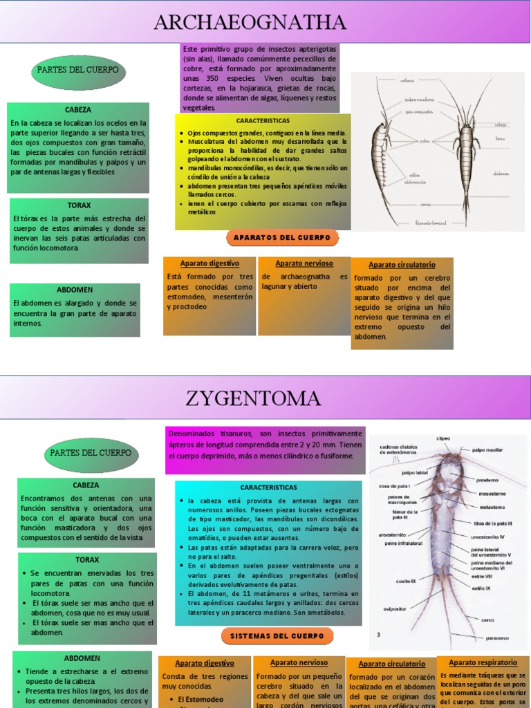 Archaeognatha y Zygentoma Infografia | PDF | Insectos | Abdomen