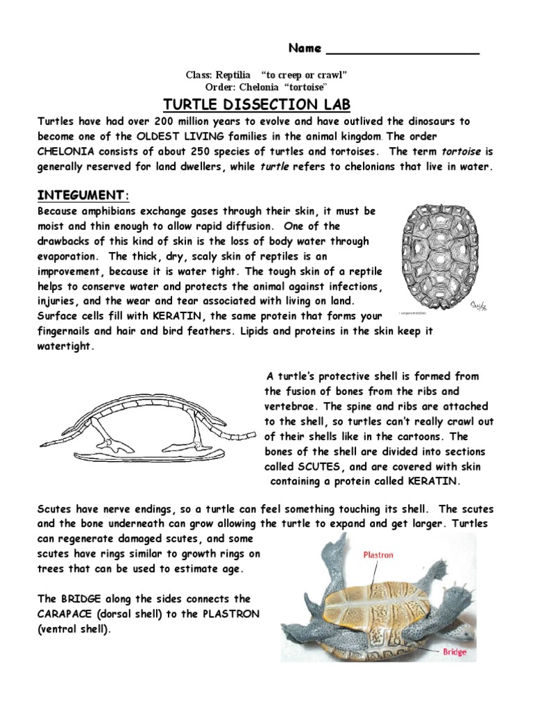 Turtle Dissection PDF | PDF | Circulatory System | Atrium (Heart)