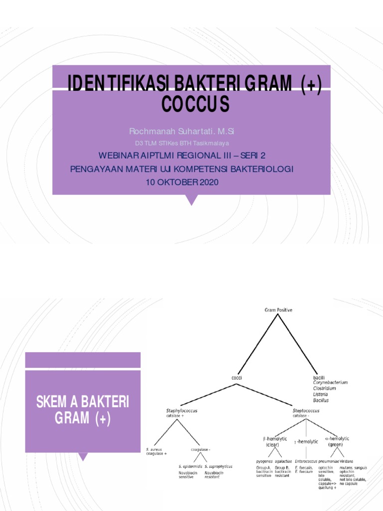 Identifikasi Bakteri Gram Positif PDF | PDF