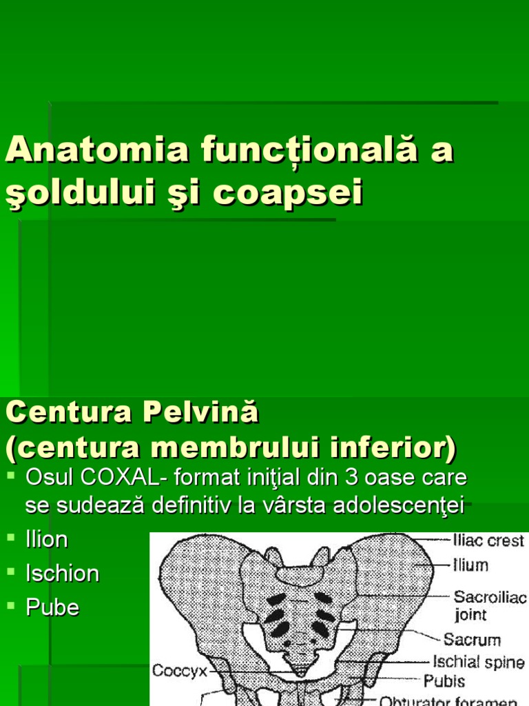 Anatomia Functionala A Soldului Si Coapsei | PDF