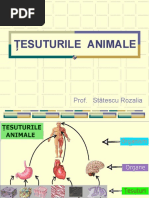 Fisa de Progres Model | PDF