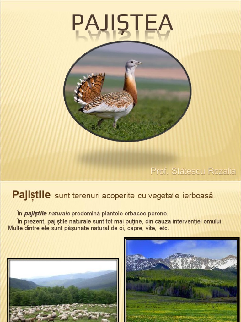Pajistea | PDF