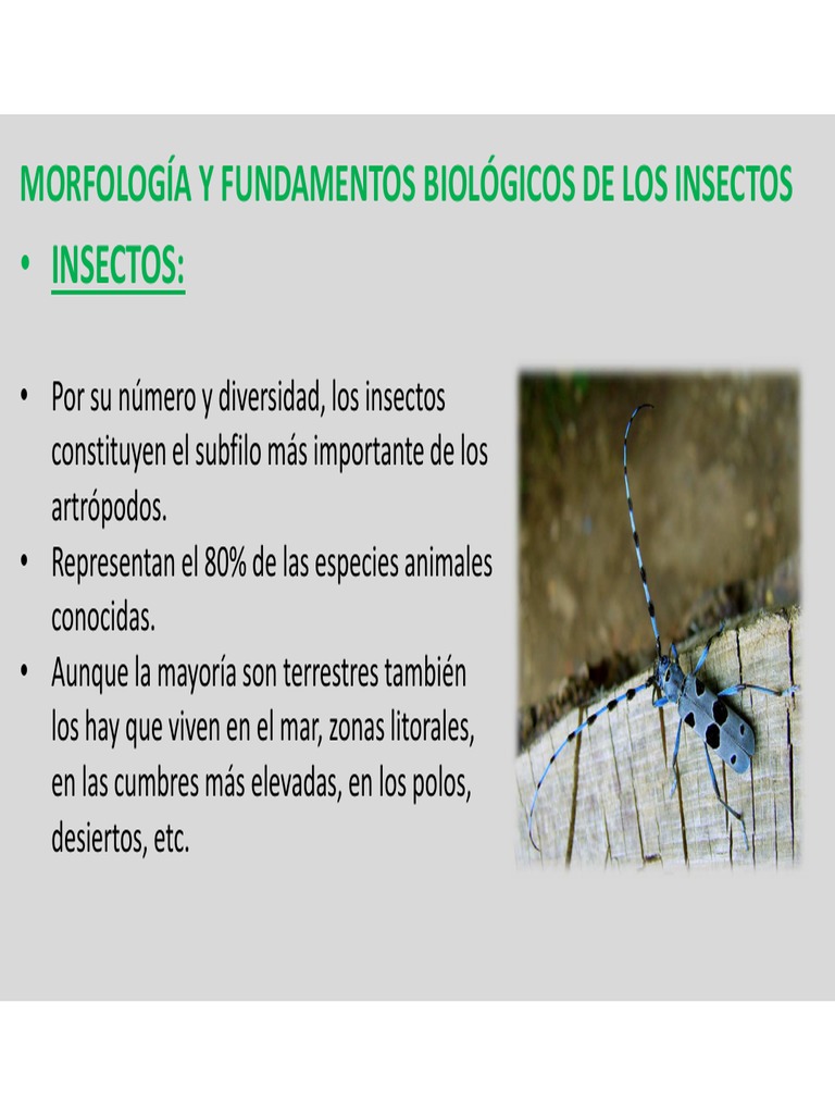 Tema 1 (3) - Morfología y Fundamentos Biológicos de Los Insectos | PDF ...