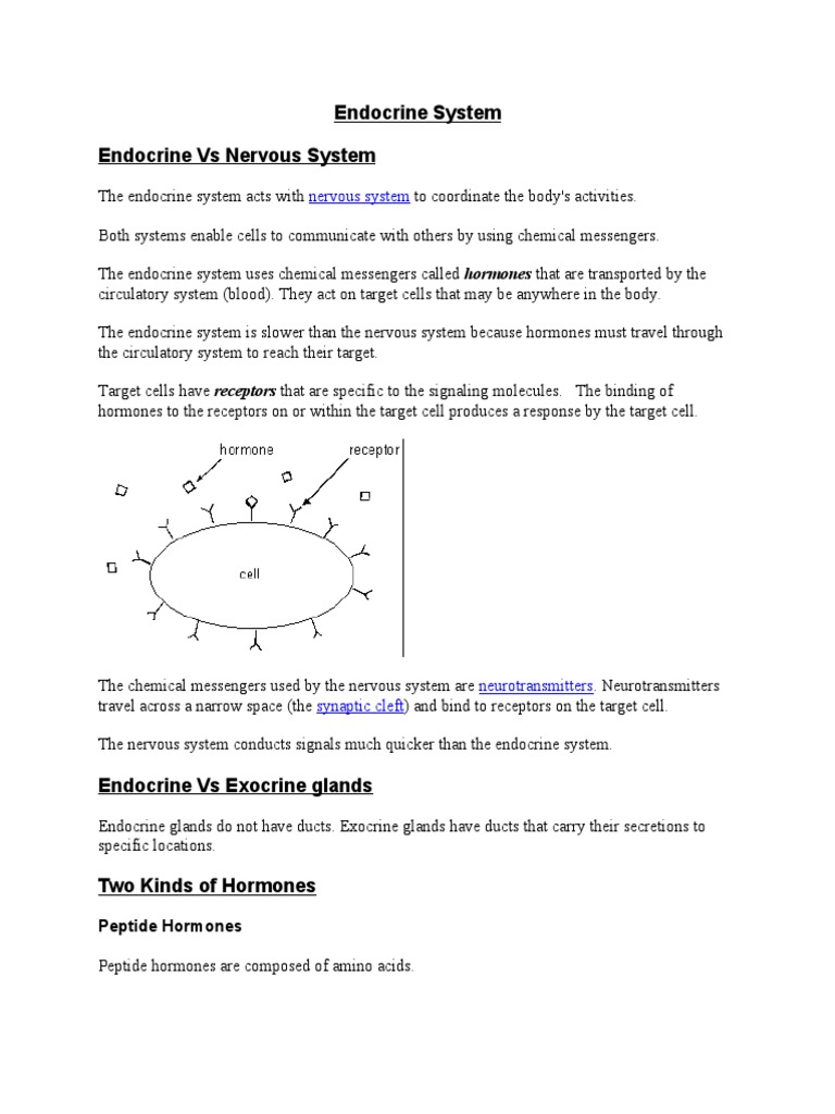 Endocrine System Review | PDF | Thyroid | Adrenal Gland