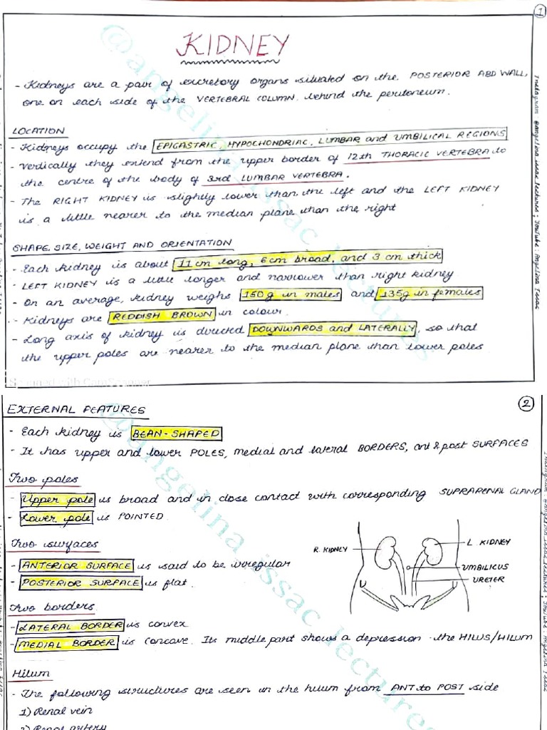 Urinary System Notes | Download Free PDF | Kidney | Urology