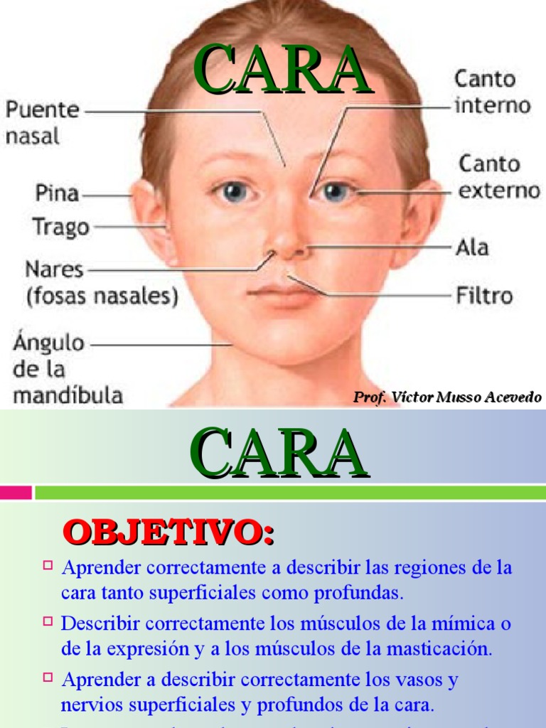 Anatomia Humana - Cara | PDF | Anatomía | Cabeza y cuello humanos
