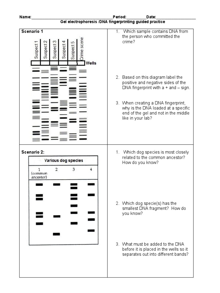 DNA Fingerprinting Guided Practice | PDF | Computers