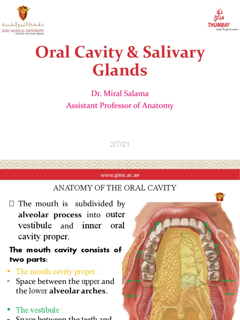 Oral Cavity Salivary Glands Pdf Tongue Human Head And Neck
