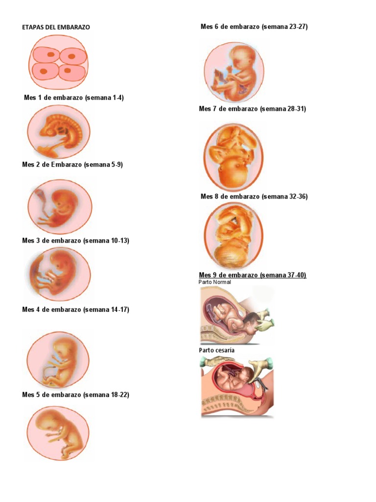 Etapas Del Embarazo Imagenes | PDF | Salud y bienestar