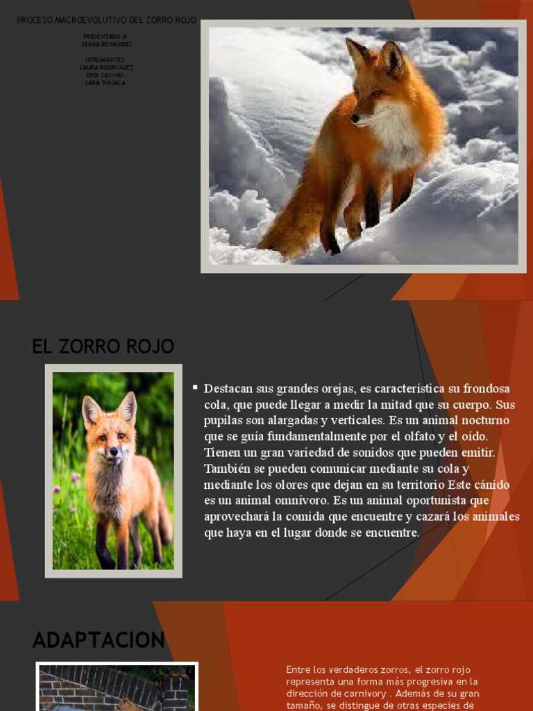El proceso macroevolutivo del zorro rojo: adaptación a nuevos ambientes ...