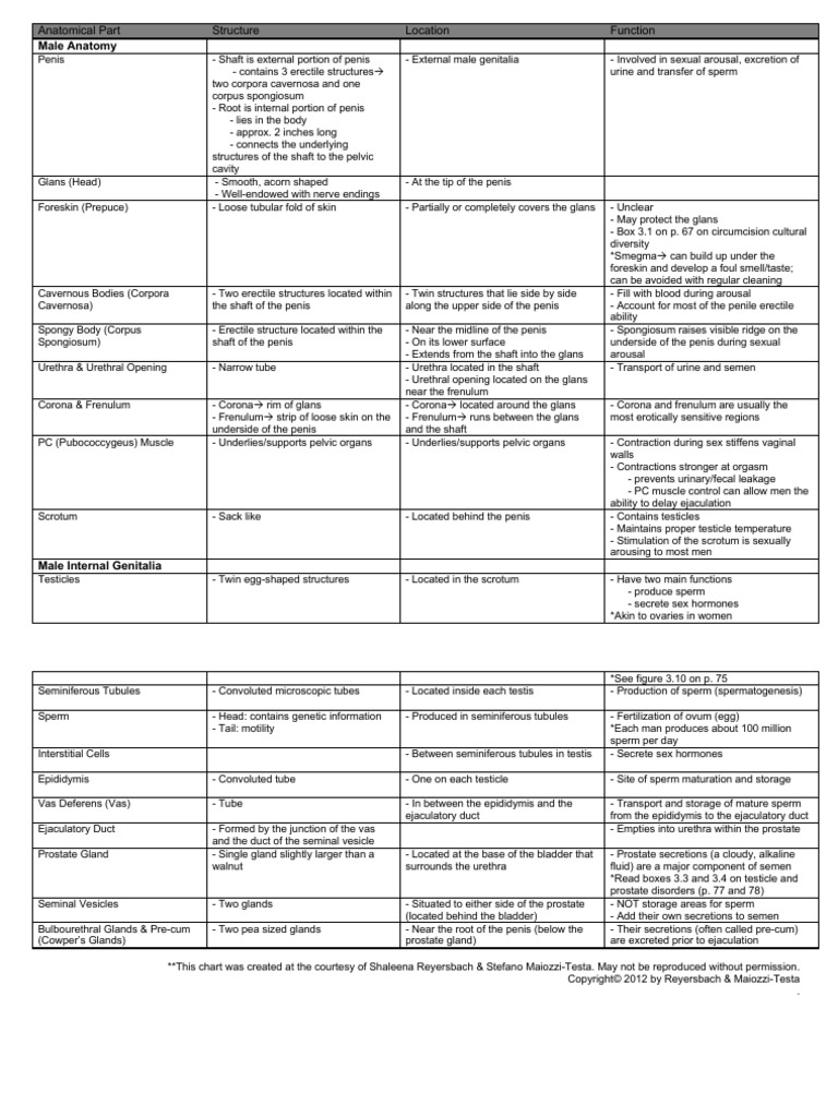 Male Anatomy Chart | PDF | Penis | Testicle