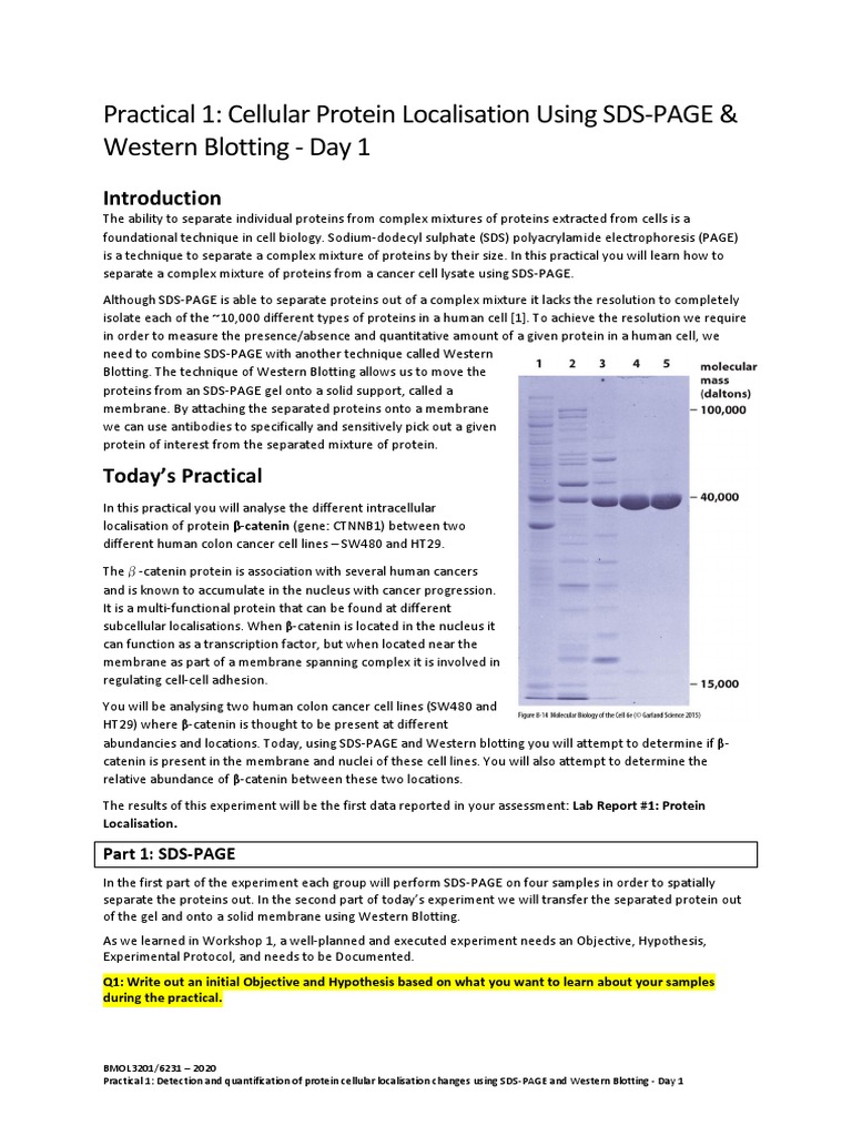 SDS-PAGE & Western Blot Protocol Overview | PDF | Western Blot | Blot ...