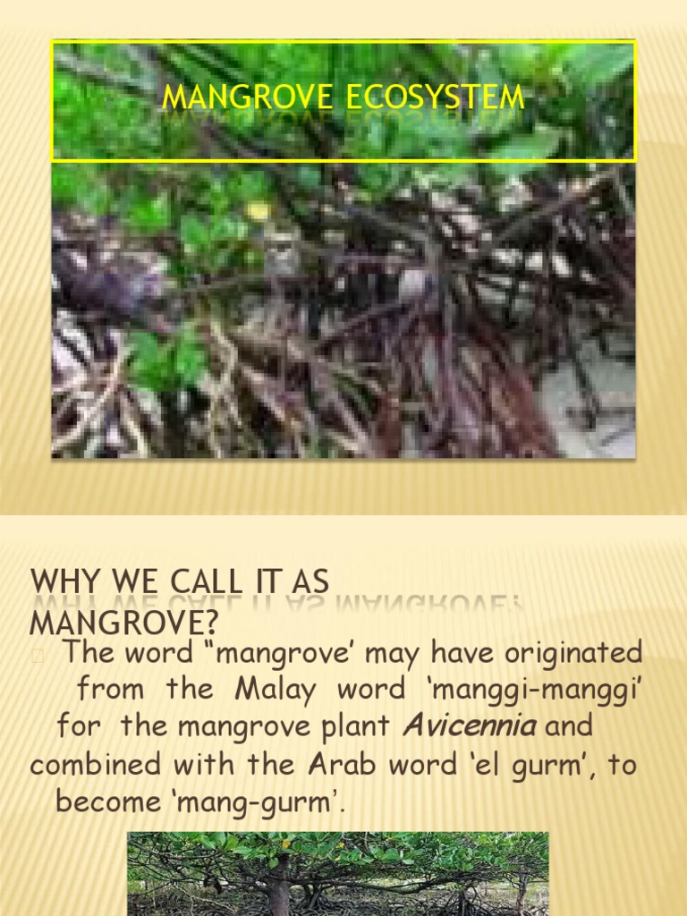 Mangrove Ecosystem | PDF | Mangrove | Ecosystem