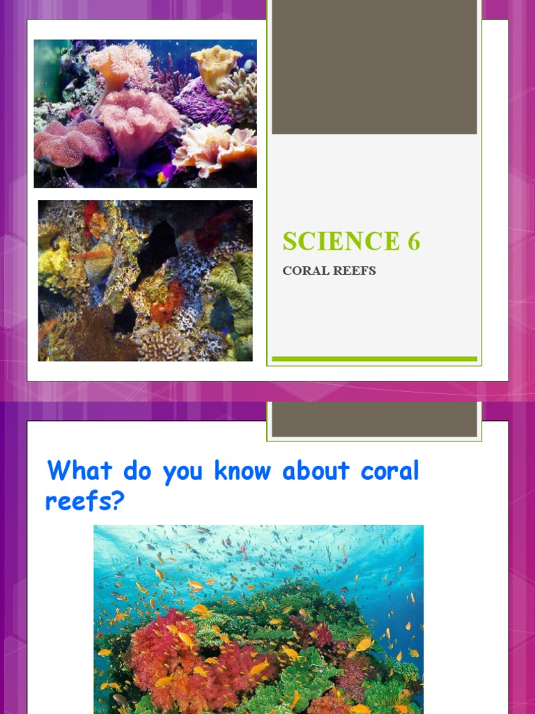 Coral Reefs | PDF | Coral Reef | Lagoon