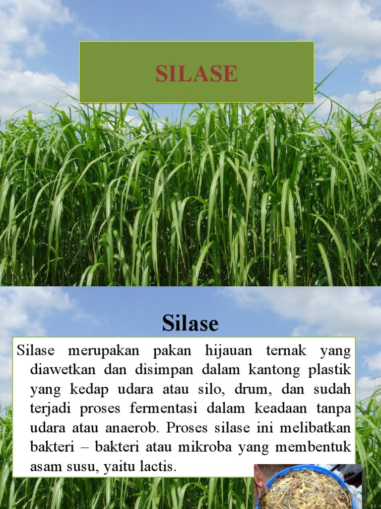 Silase | PDF