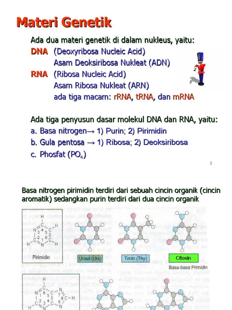 Macam Macam Rna | PDF