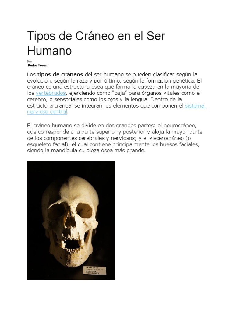 Tipos de Cráneo en El Ser Humano | PDF | Cráneo | Homo