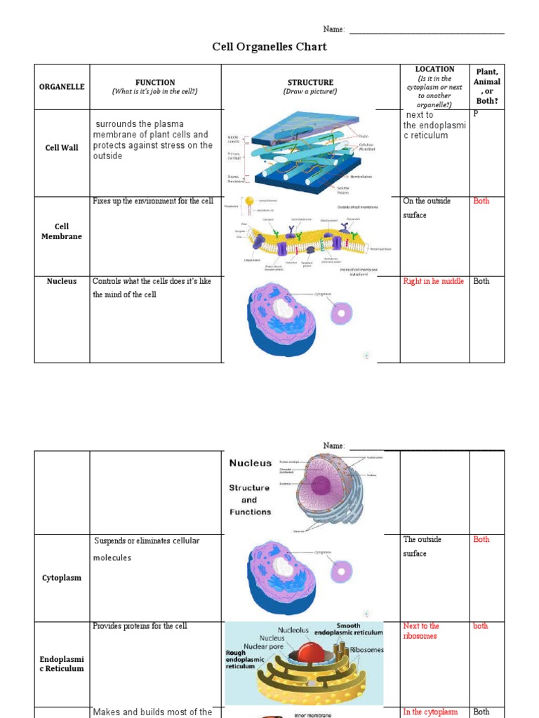 Cell Organelle Chart-1 | PDF | Cytoplasm | Endoplasmic Reticulum