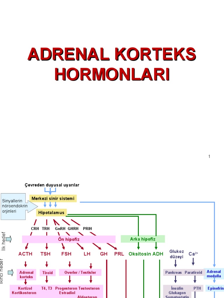 Adrenal Korteks Hormonları. | PDF