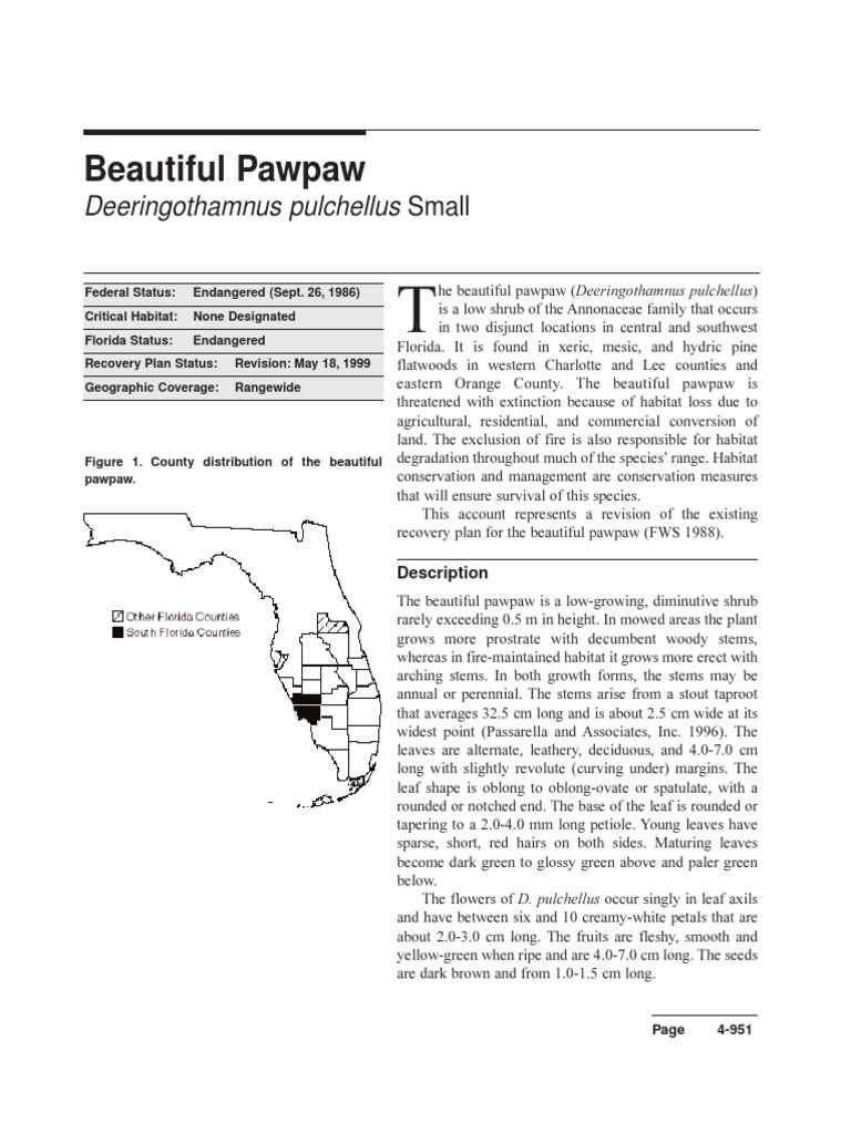 Beautiful Pawpaw: Deeringothamnus Pulchellus Small | PDF | Habitat ...