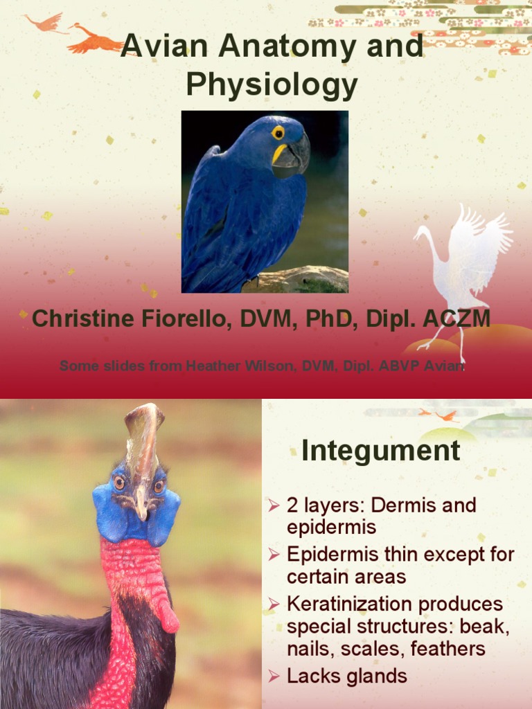 Avian Anatomy and Physiology Overview | PDF | Feather ...