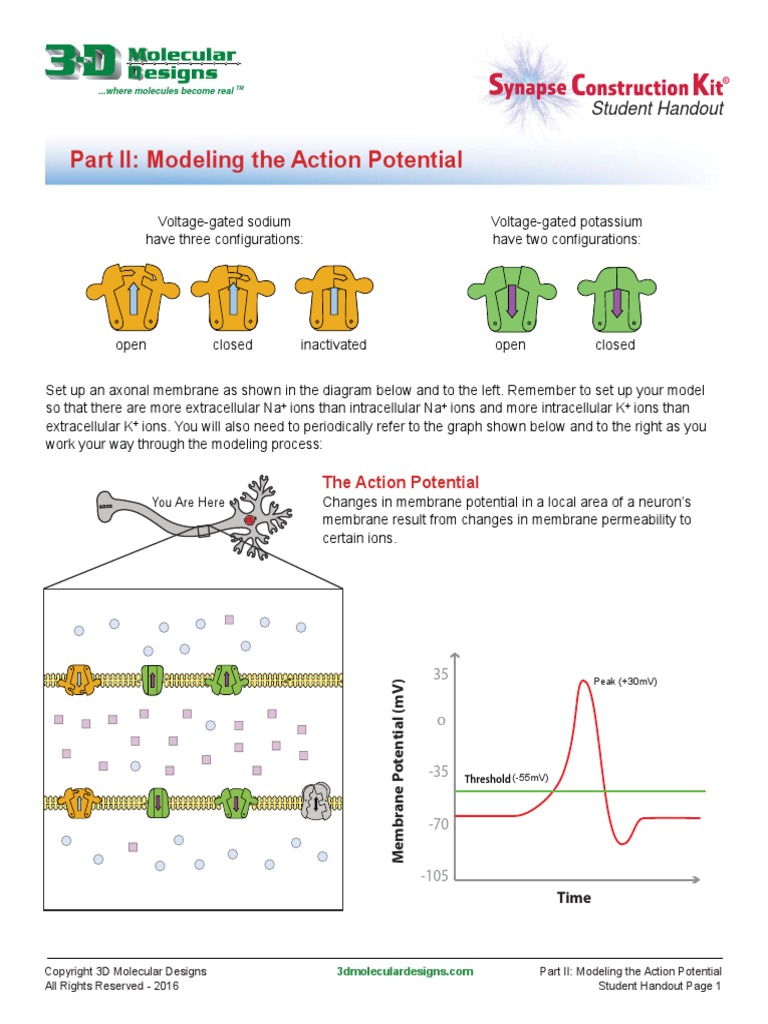Part II: Modeling The Action Potential: Student Handout | PDF | Action ...