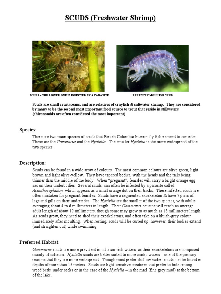 Freshwater Shrimp Relatives: An Overview of Scud Biology, Habitat ...
