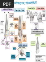 Canino Inferior Dibujo | PDF | Anatomia dental | Boca