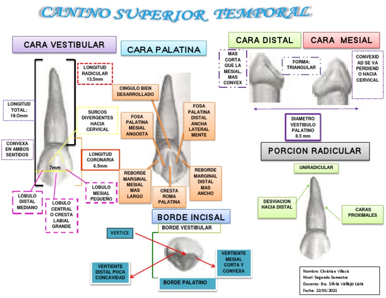 Canino Temporal Superior | PDF | Anatomia dental | Diente