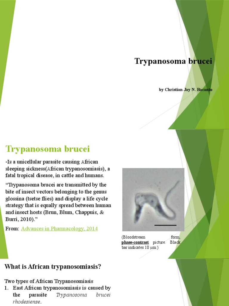 Trypanosoma Brucei Report | PDF | Animal Diseases | Parasitology