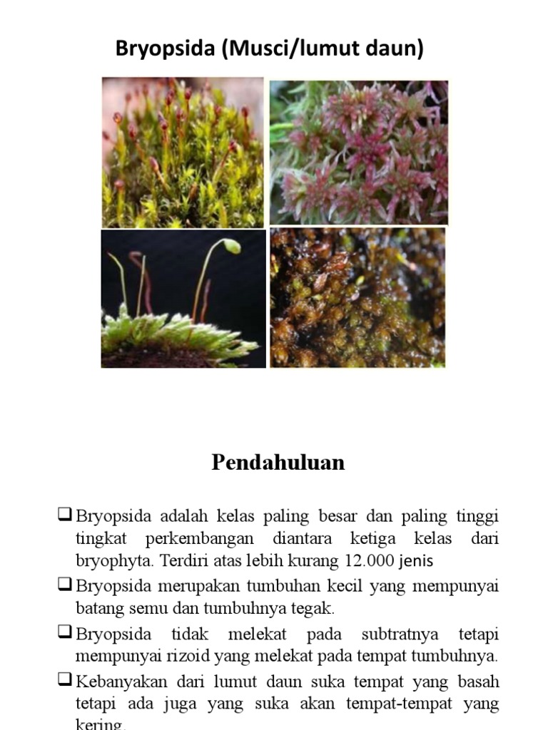 Bryopsida (Lumut Daun) | PDF