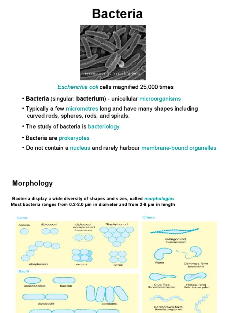 Bacteria: Escherichia Coli | PDF | Bacteria | Virus