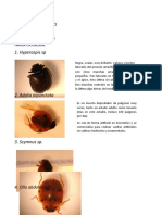 Eusocialidad en Insectos Sociales | PDF | Eusocialidad | Hormiga