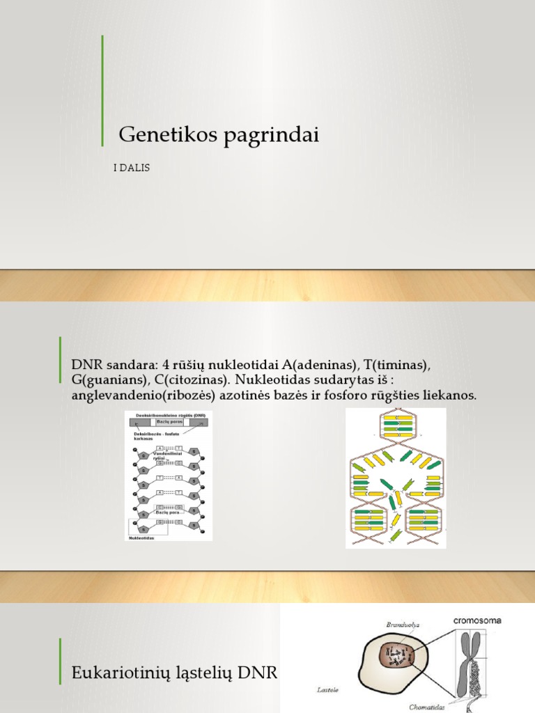 Genetikos Pagrindai | PDF
