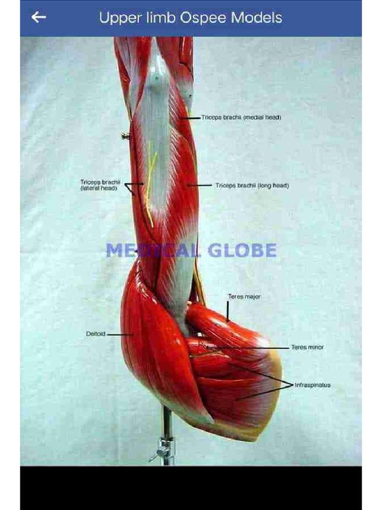 1st Year Anatomy OSPE-CMC | PDF